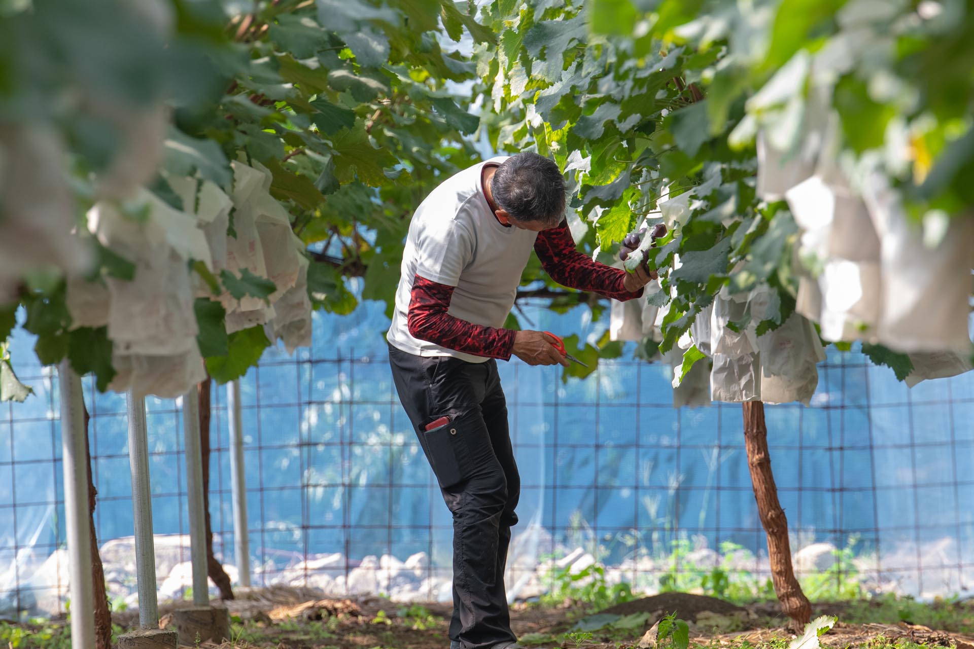 ファームそら | farm SORA - フルーツ王国の山梨から、産地直送で全国にお届け