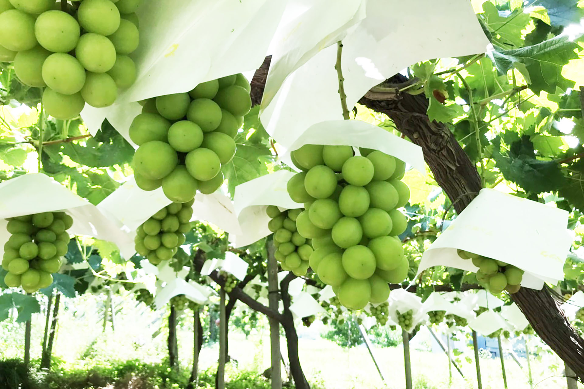 おいしさの秘密 - ファームそら | farm SORA